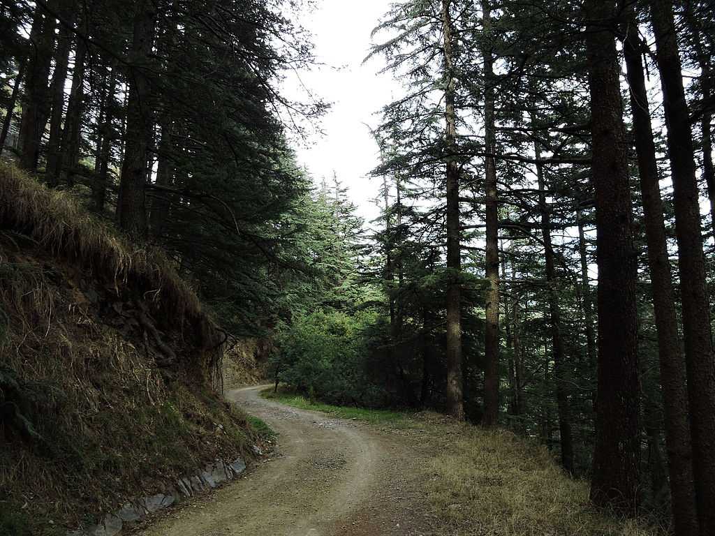 10 Best Day Treks Near Shimla | Distance, Duration, Difficulty 2024