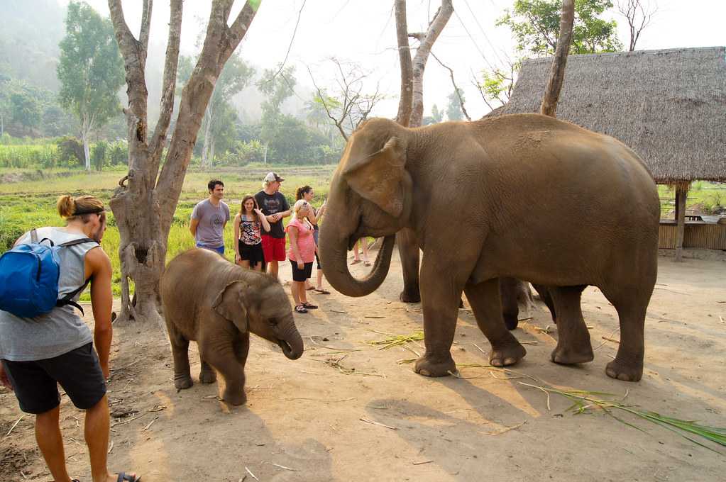 Elephant Rides In Thailand The Regal Elephant Experience