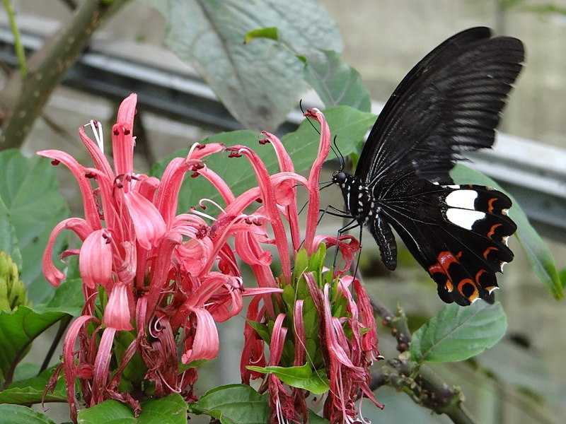 Cameron Highlands Butterfly Farm - Holidify