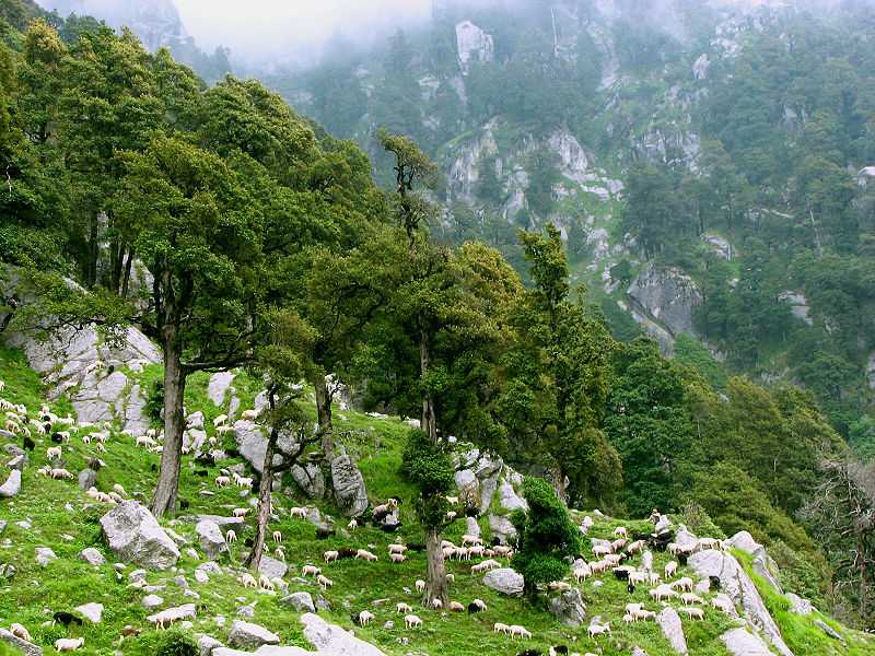 10 Best Day Treks Near Shimla | Distance, Duration, Difficulty 2024