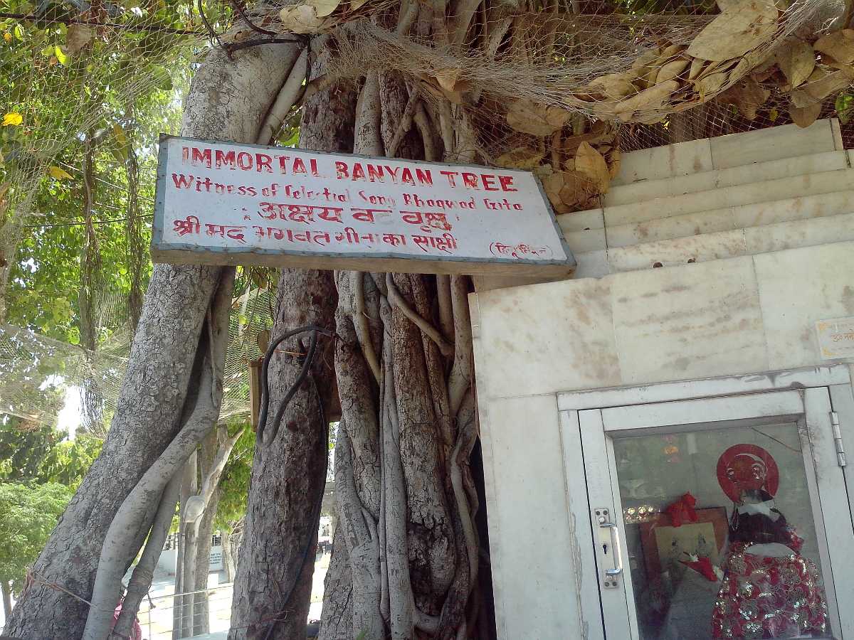 Akshayavat Tree, Allahabad | Legend, Controversy | Holidify