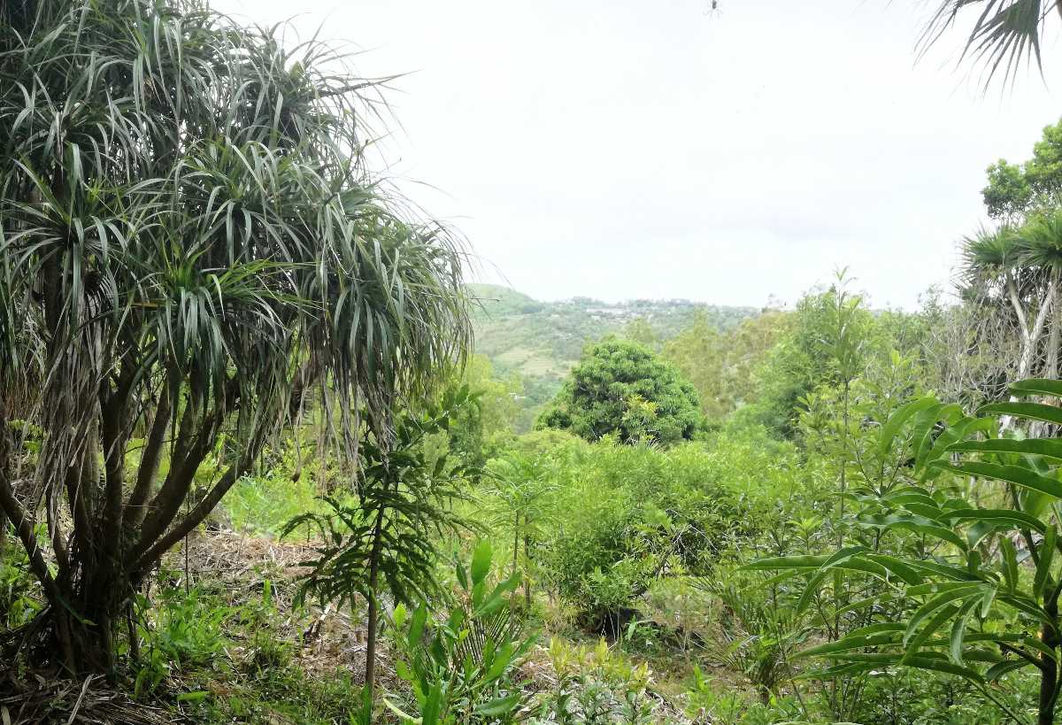 Wildlife of Mauritius in 2024