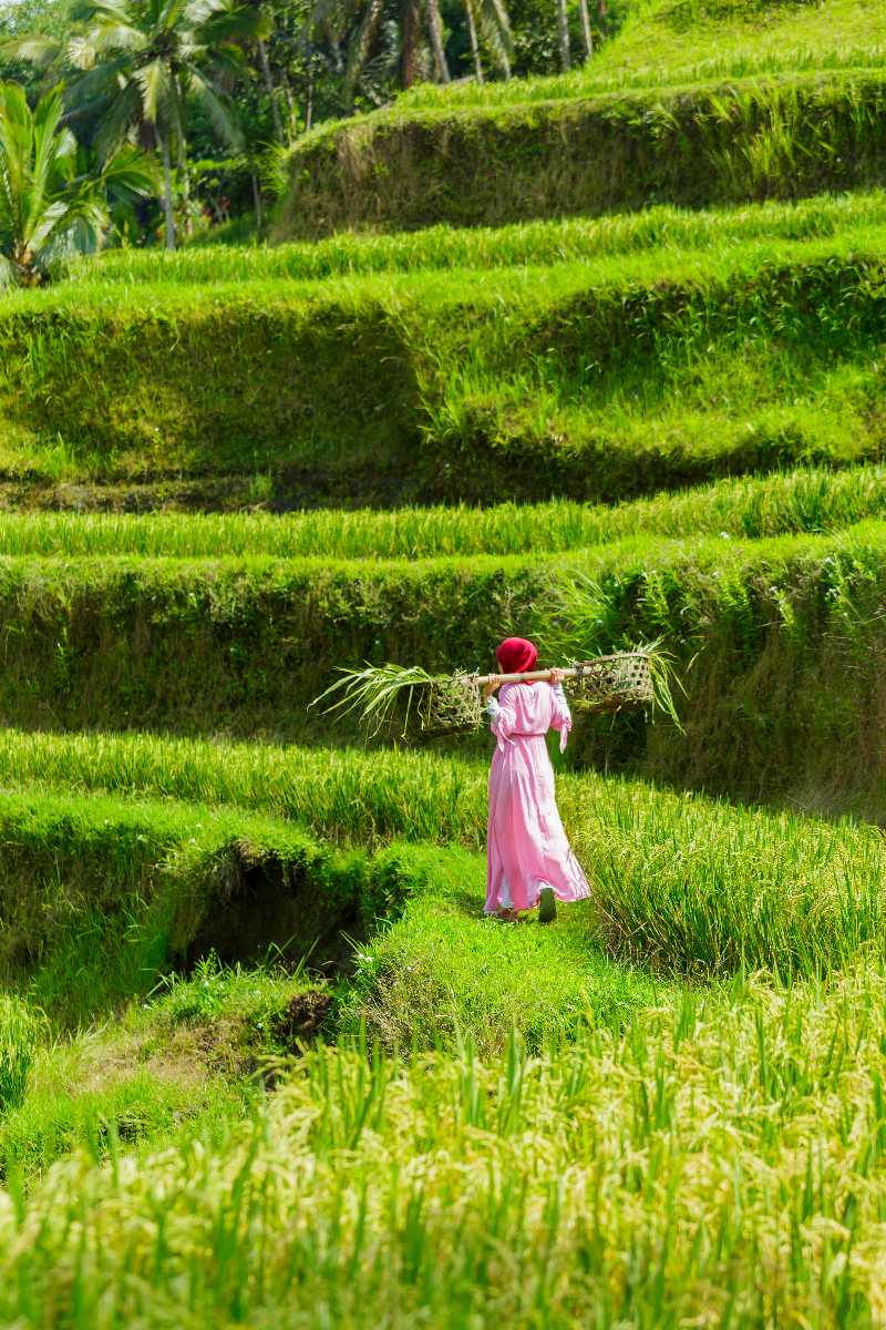 7 Rice Terraces in Bali - Bali Travel Guide