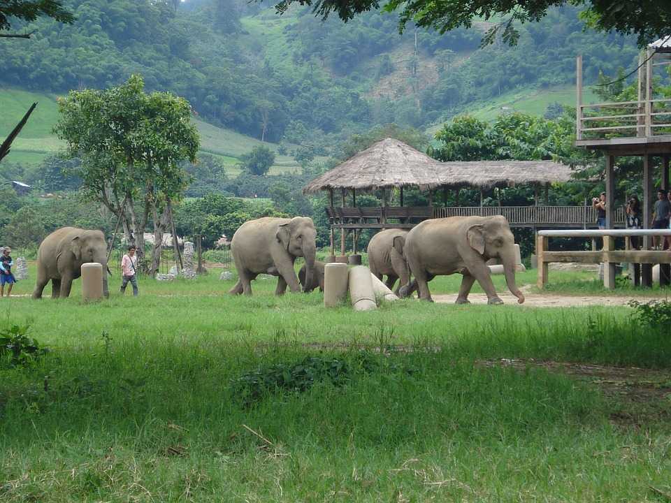 Elephant Rides In Thailand The Regal Elephant Experience
