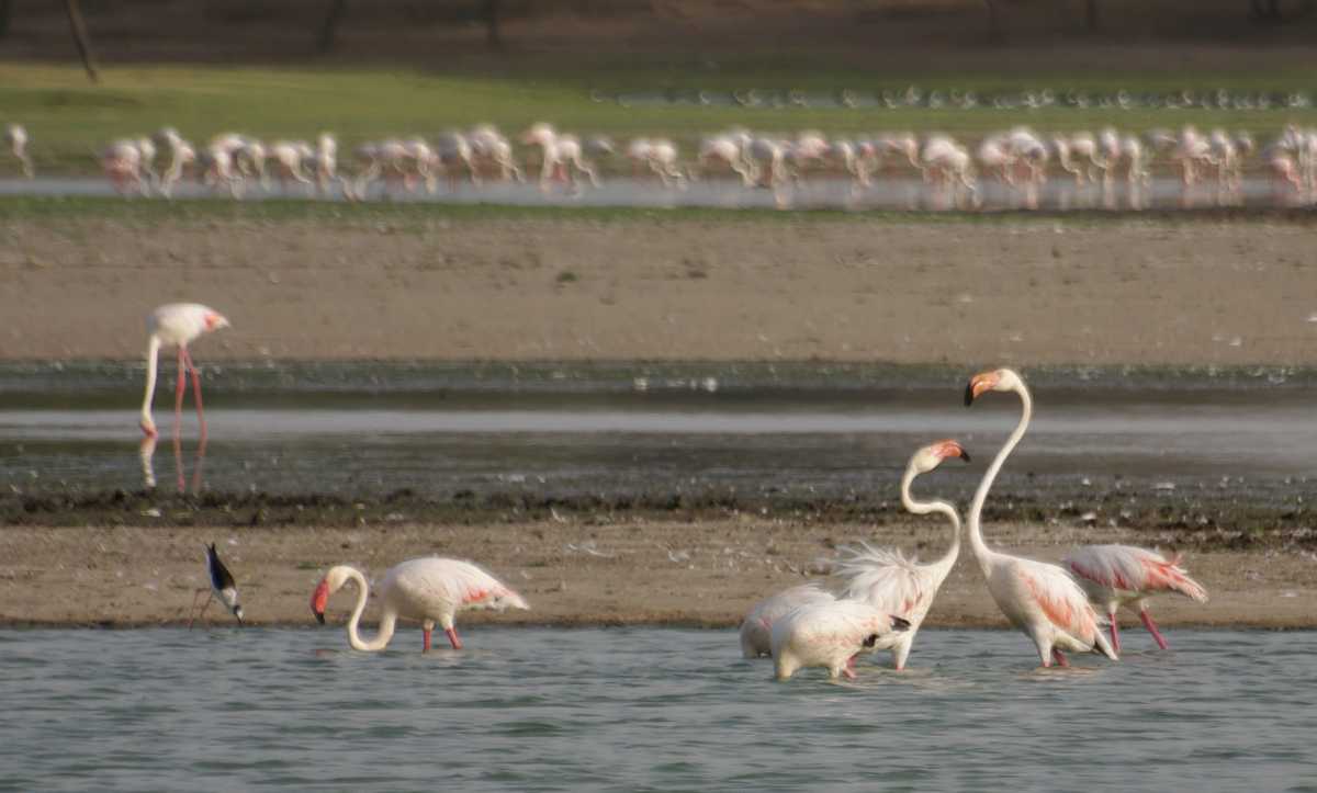 Thol Bird Sanctuary, Gujarat | Things to Do, Tickets, Timings and More