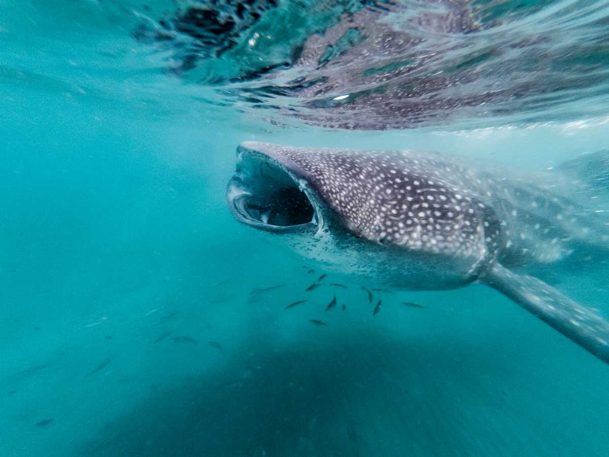 21 Local Islands in the Maldives: A Paradise Beyond Resorts