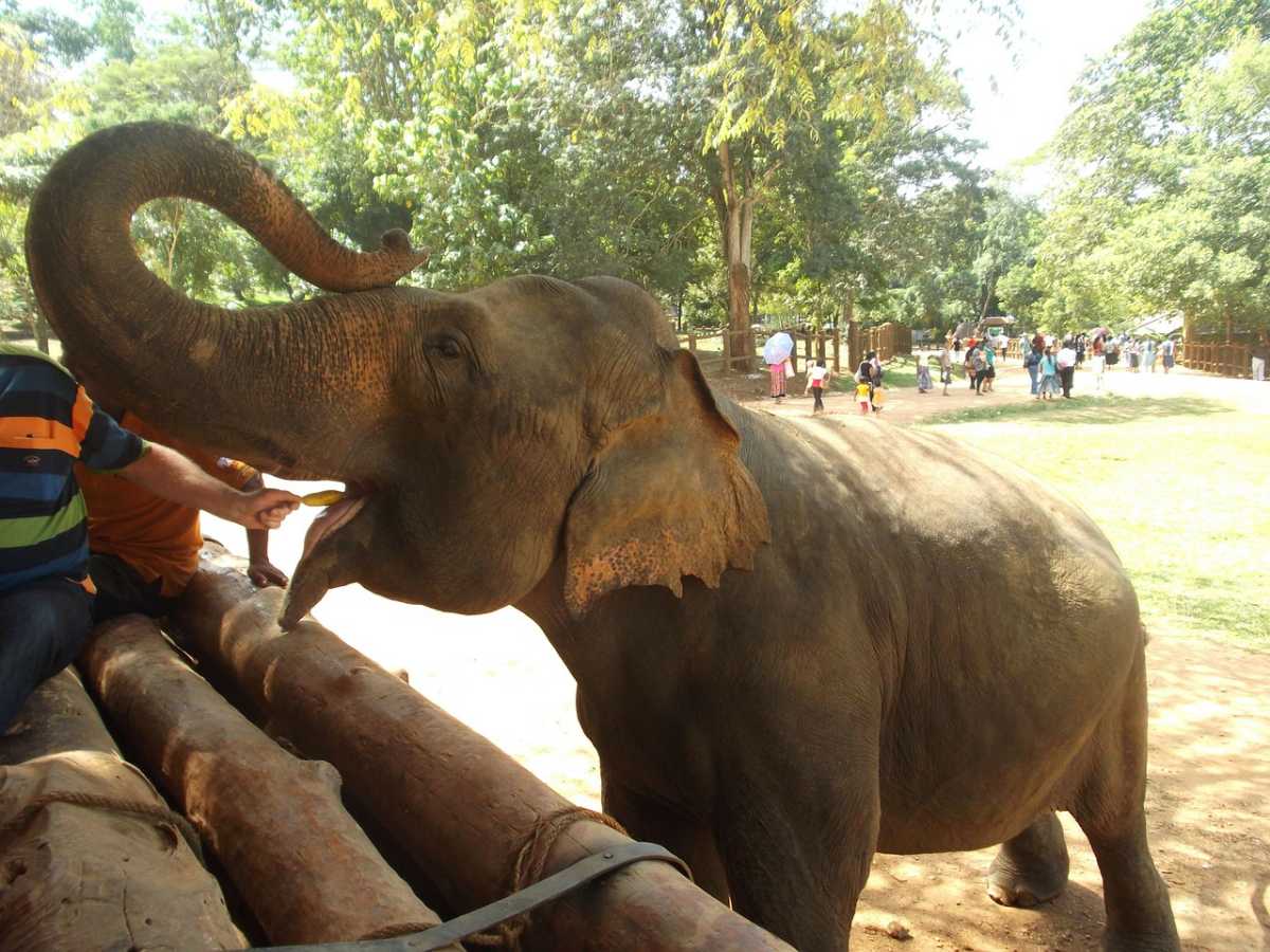 Elephant Rides In Thailand The Regal Elephant Experience