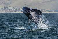 Morro Bay Tourism (2024) - Usa > Top Places, Travel Guide | Holidify